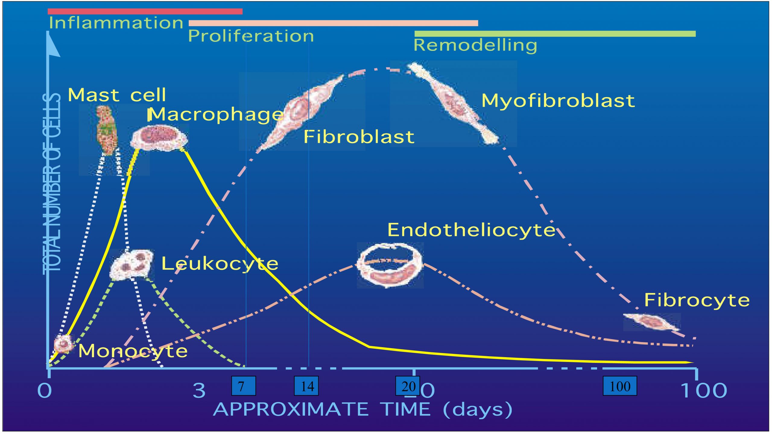Why Lightwave LED Therapy? – Lightwave Therapy